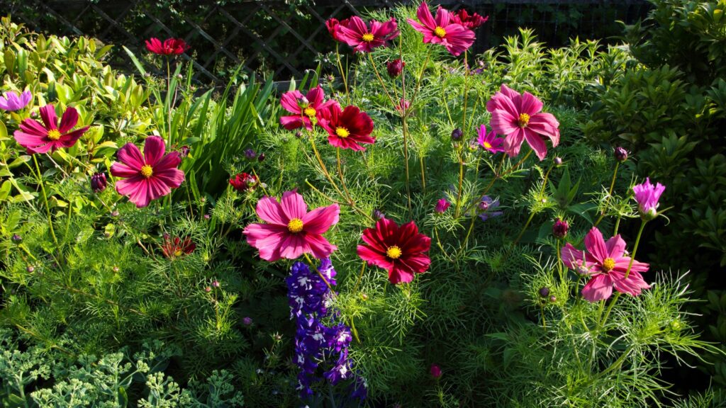 Heat-Loving Plants That Thrive in the Aussie Sun | Aussie Hoses